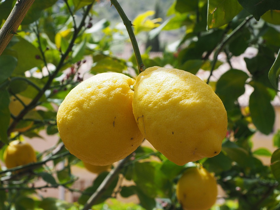 Lemon Limone Tree Citrus × - Free photo on Pixabay