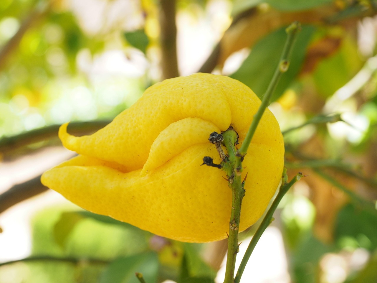 Lemon Limone Tree Citrus × - Free photo on Pixabay - Pixabay