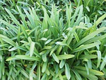 More 60 Habitualness Synonyms. Similar words for Habitualness.