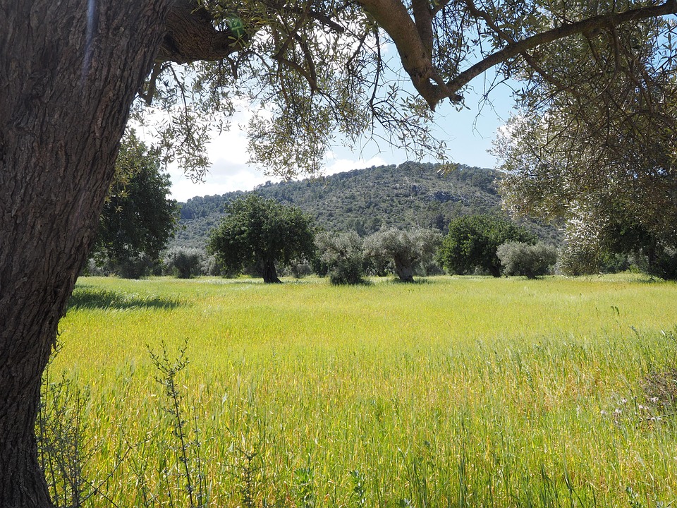Olive Tree Plantation - Free photo on Pixabay