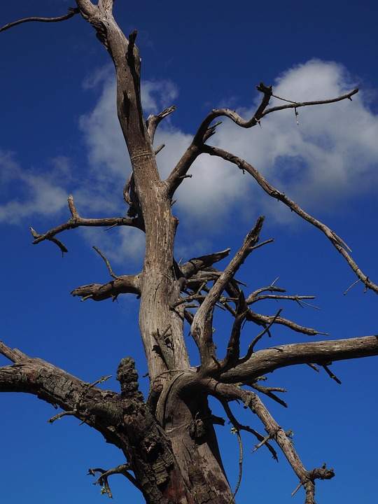 Tree Old Dead - Free photo on Pixabay