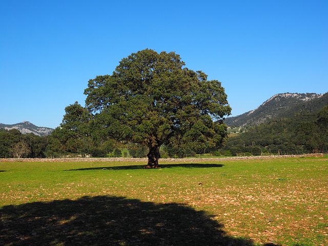10+ Free Camphor Tree & Camphor Images - Pixabay