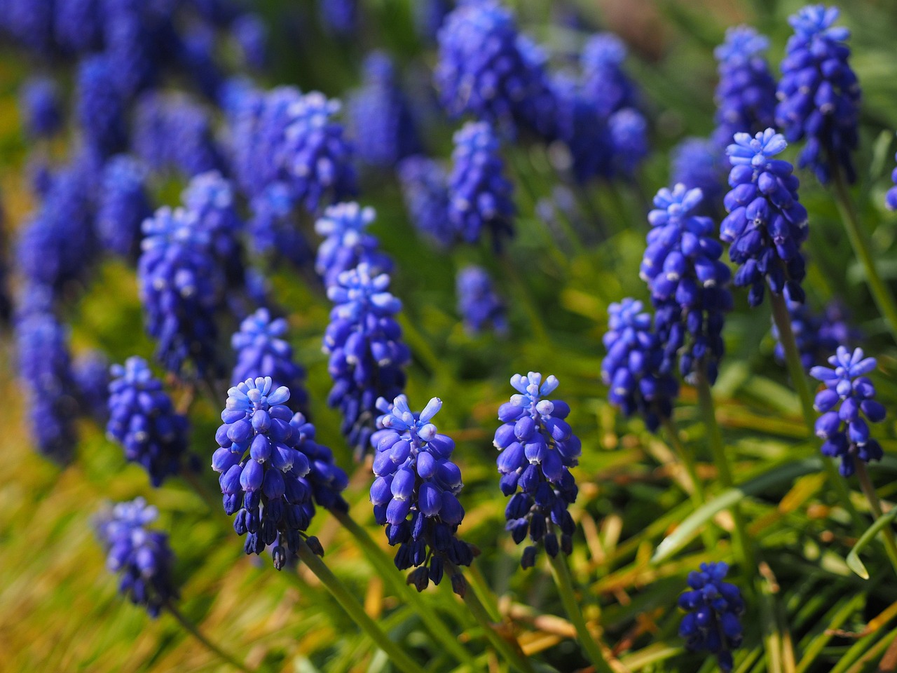 Jacinthe De Raisin Fleurs Bleu - Photo gratuite sur Pixabay - Pixabay