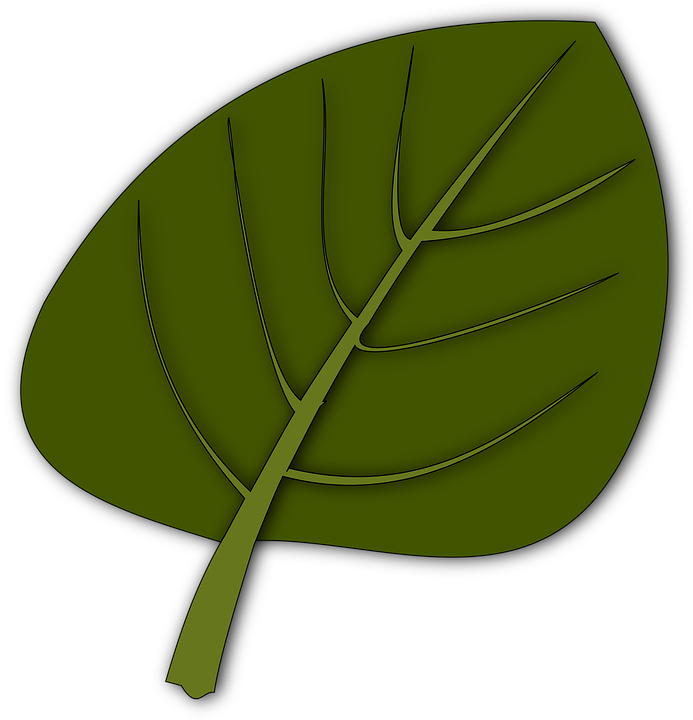 Daun Hijau Tanaman - Gambar vektor gratis di Pixabay - Pixabay