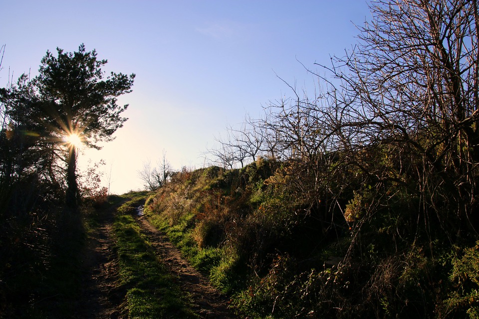 Nature Hike Trail - Free photo on Pixabay - Pixabay