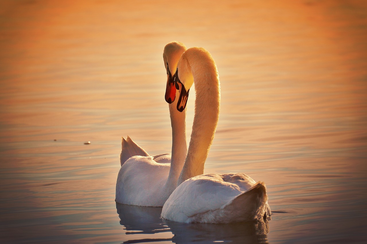 10,000+ Free Swan & Nature Photos - Pixabay