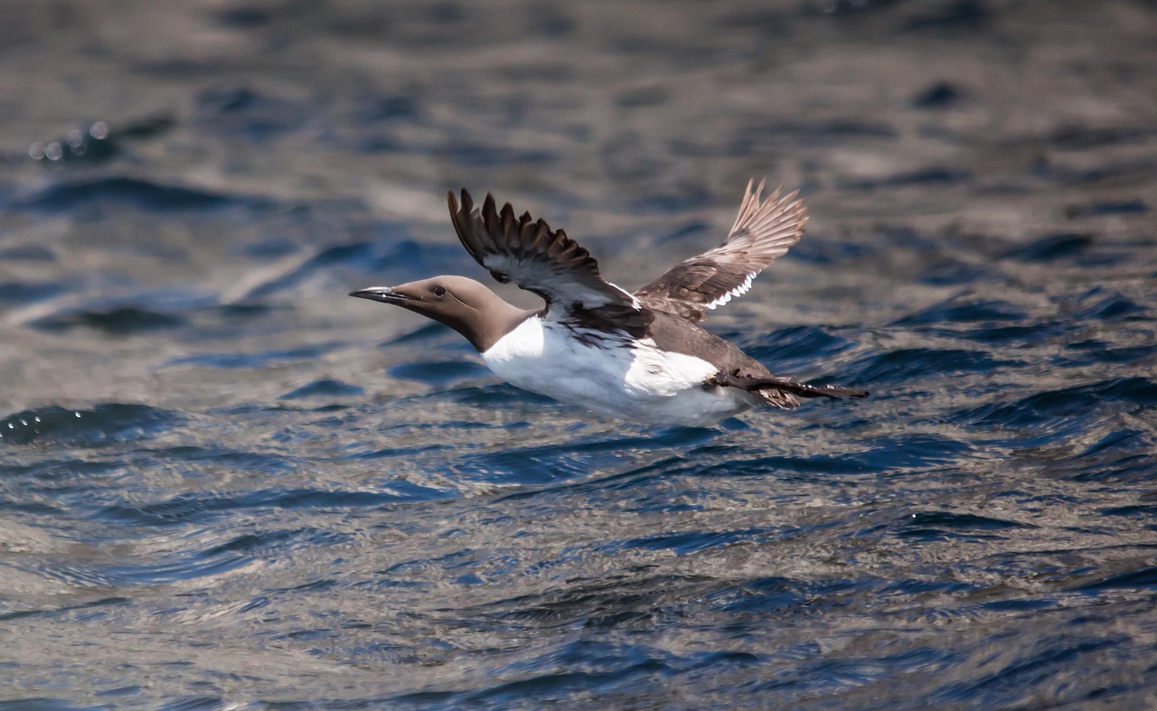 30+ Free Guillemot Umum & Guillemot Images - Pixabay