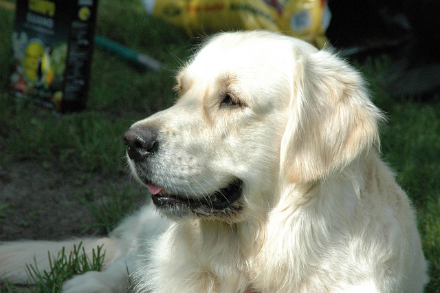 Perro Perdiguero De Oro Perros - Foto gratis en Pixabay - Pixabay