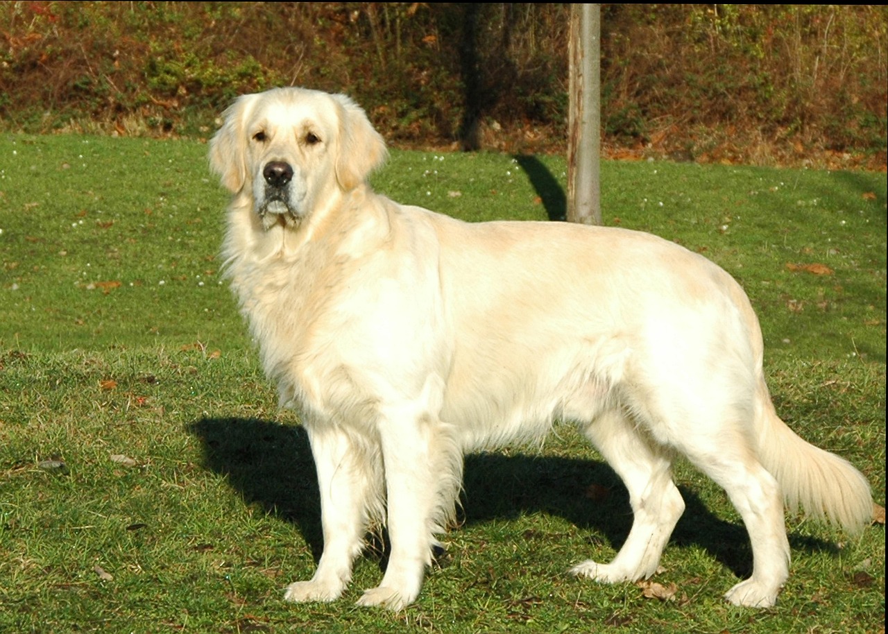 Golden Retriever Chiens Portrait - Photo gratuite sur Pixabay - Pixabay