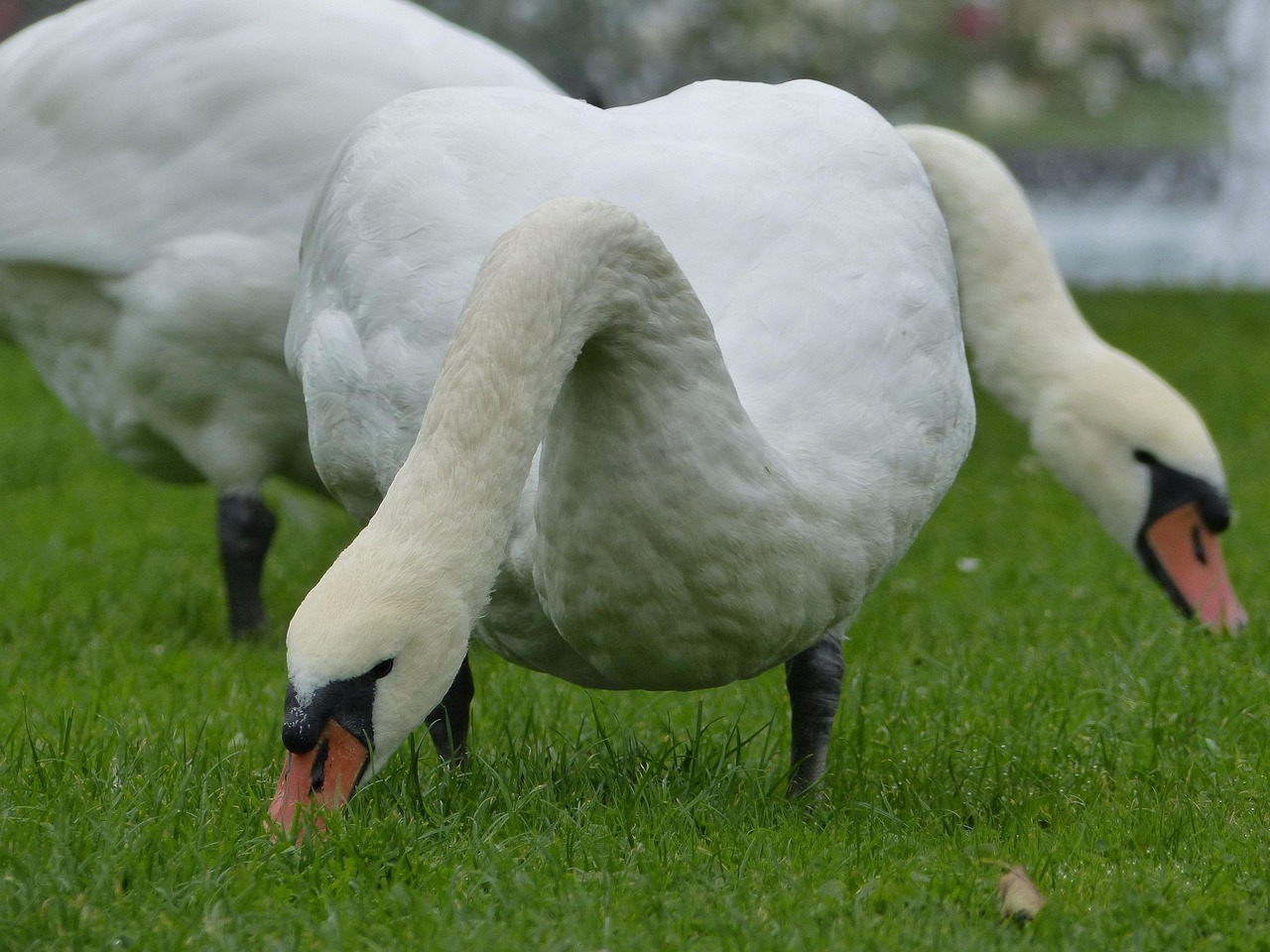 Cisne Weis Ave Acuática Fauna - Foto gratis en Pixabay - Pixabay