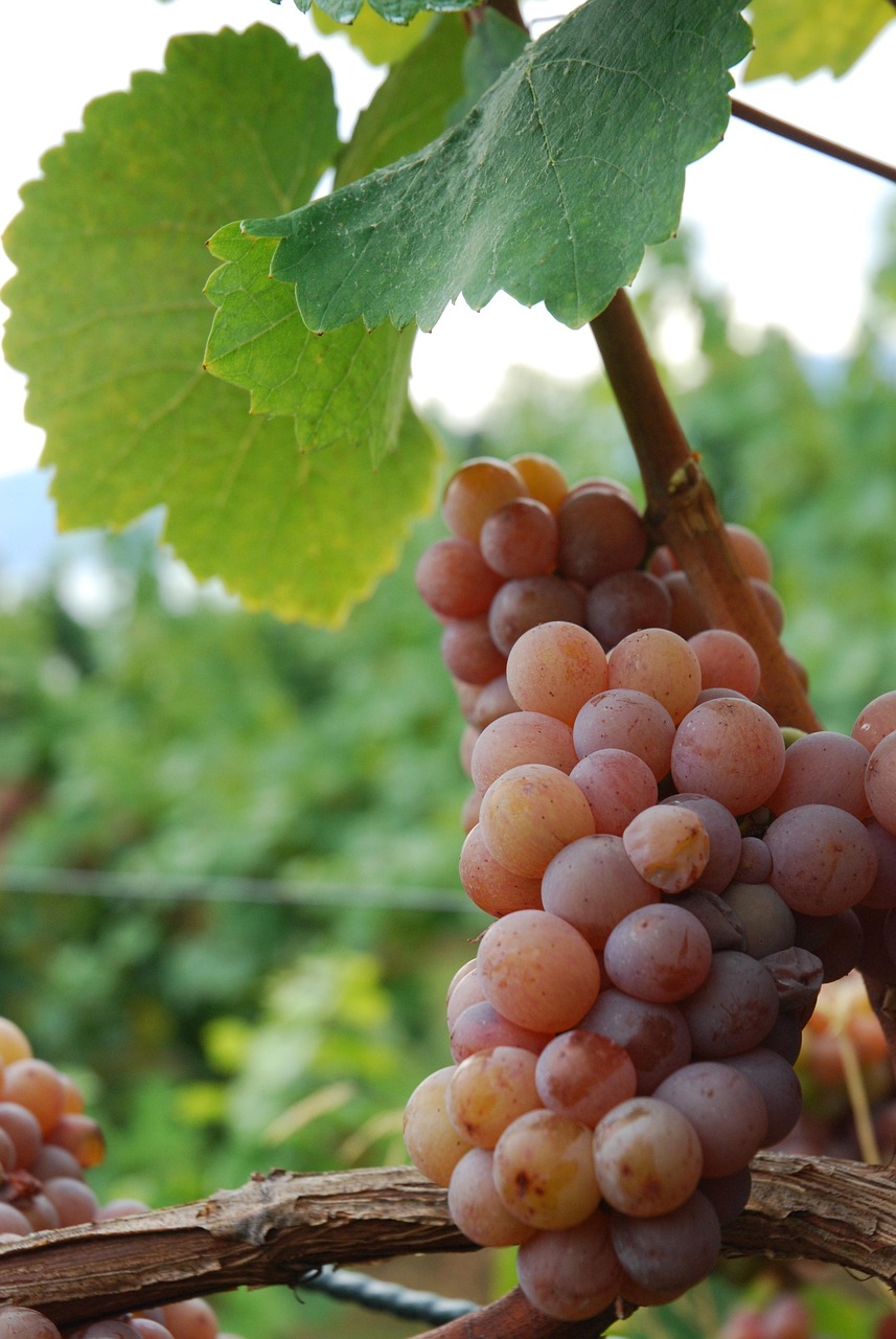 Gewurztraminer Grape Variety - Free photo on Pixabay - Pixabay