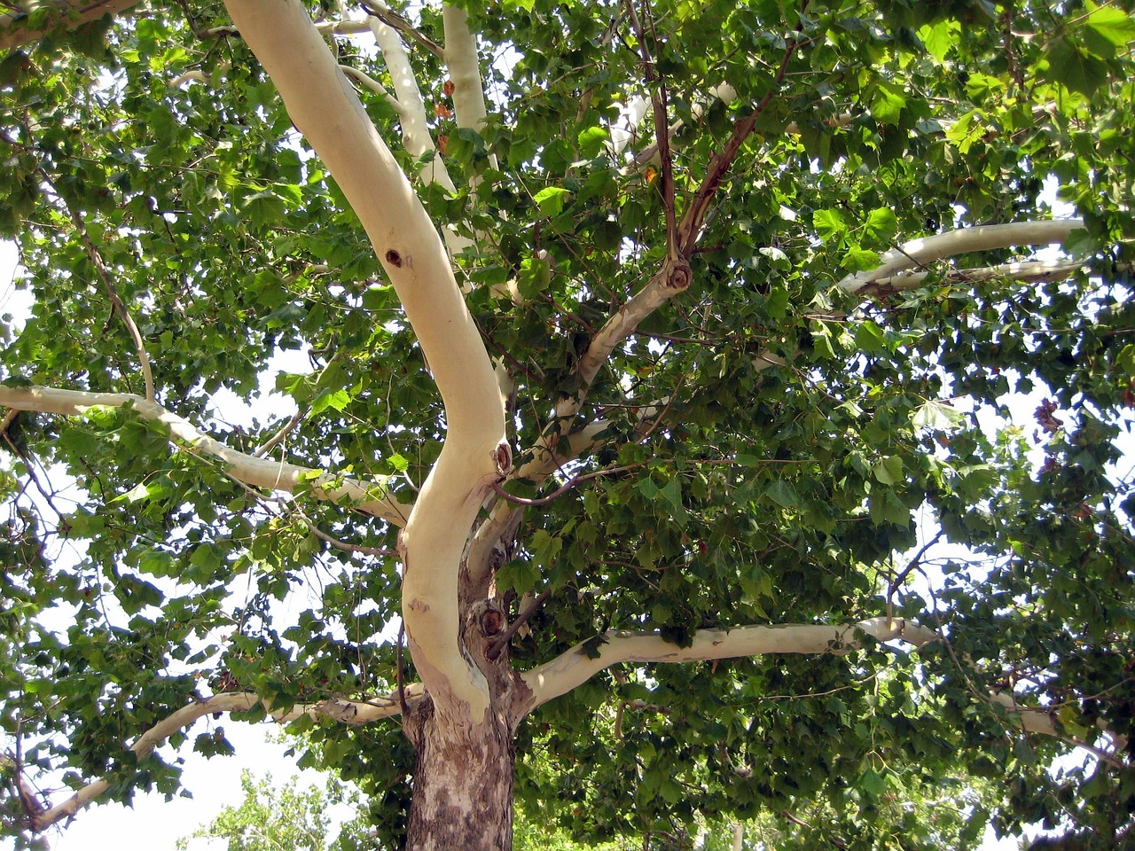 Plátano Árvore Natureza - Foto gratuita no Pixabay - Pixabay