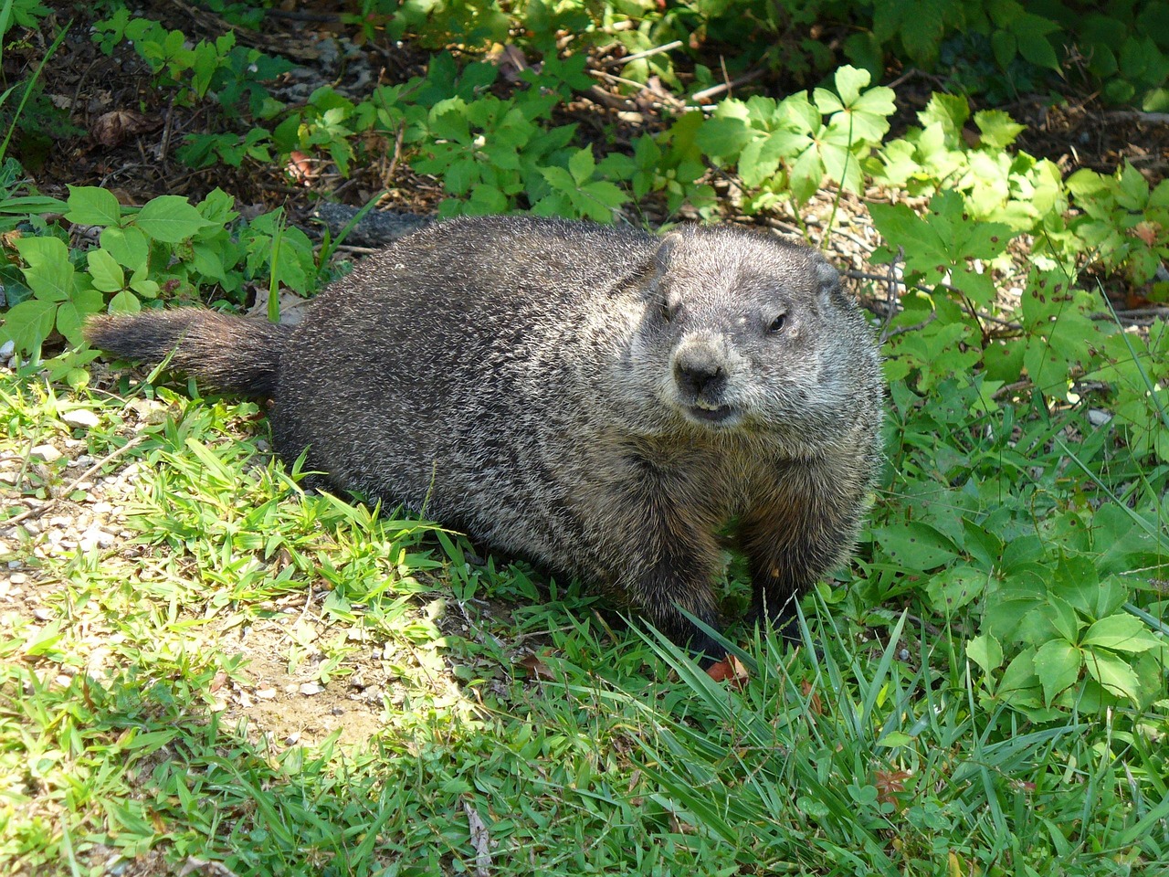 100+ Free Groundhog & Animal Images - Pixabay