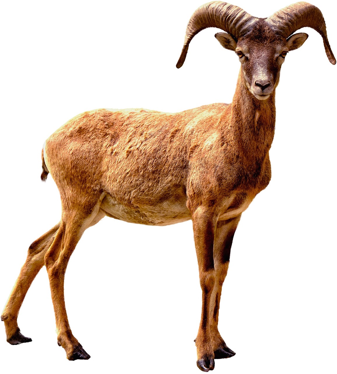 Bighorn Animal Nature - Free photo on Pixabay