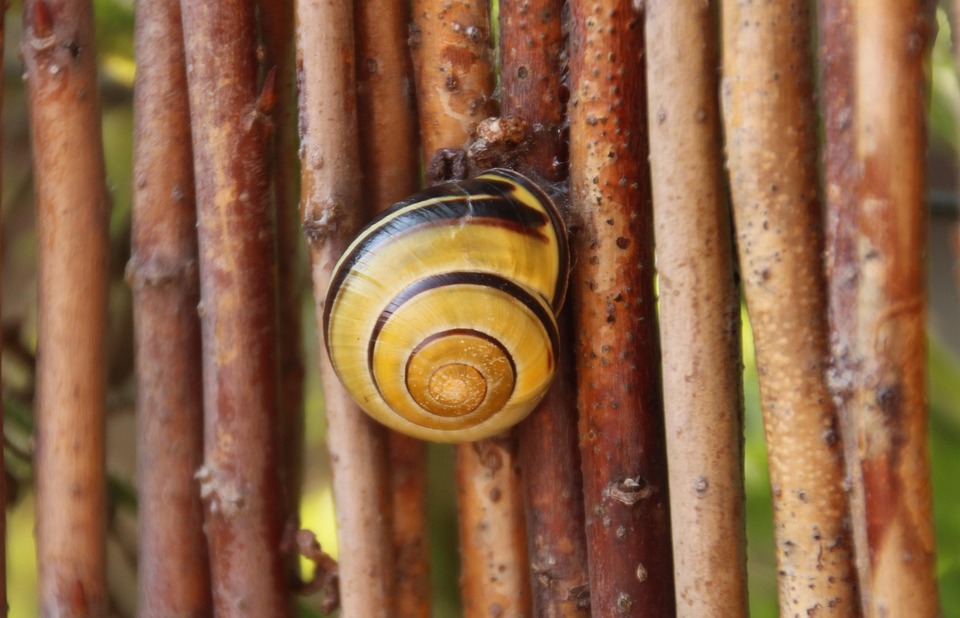 Shell Snail Spiral - Free photo on Pixabay - Pixabay