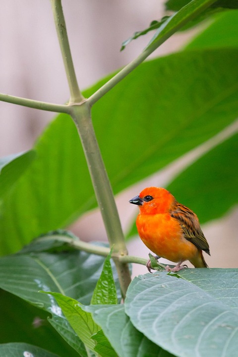 Burung Warna Bulu - Foto gratis di Pixabay