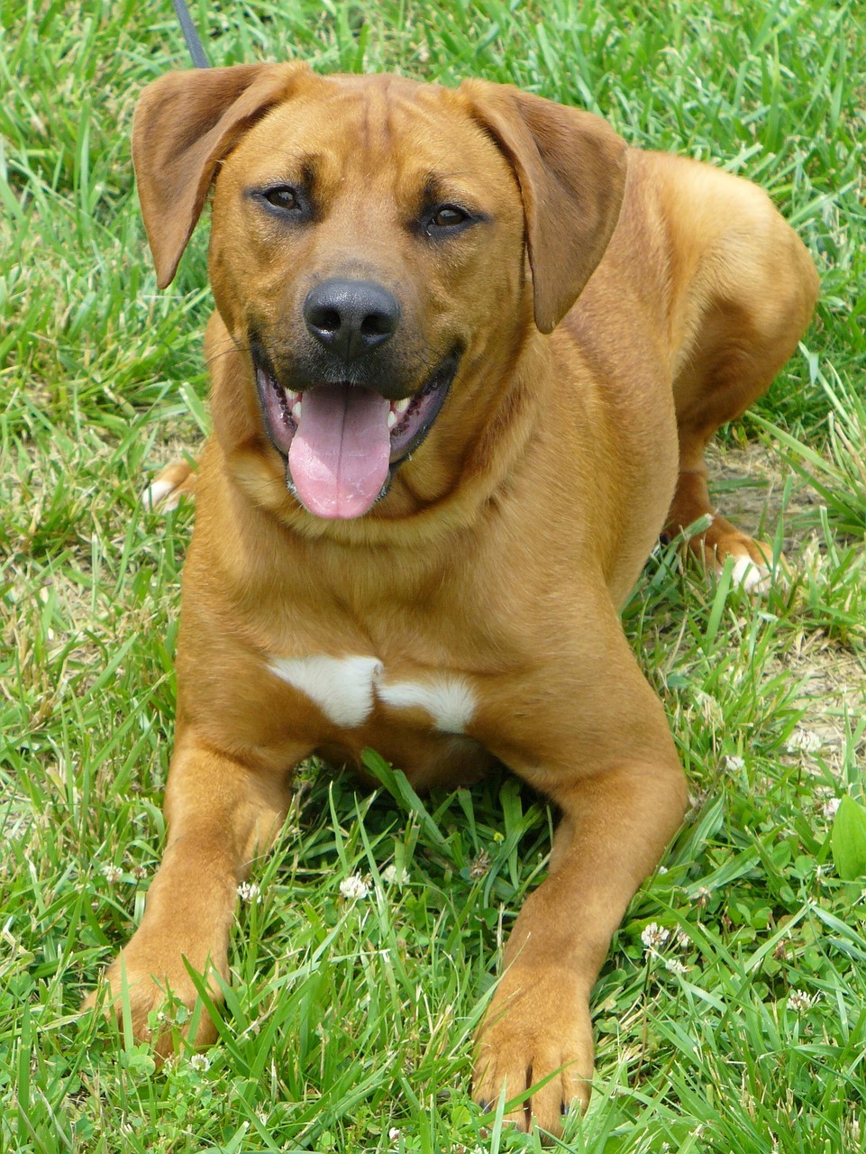 Perro Sabueso Rescate Refugio De - Foto gratis en Pixabay - Pixabay