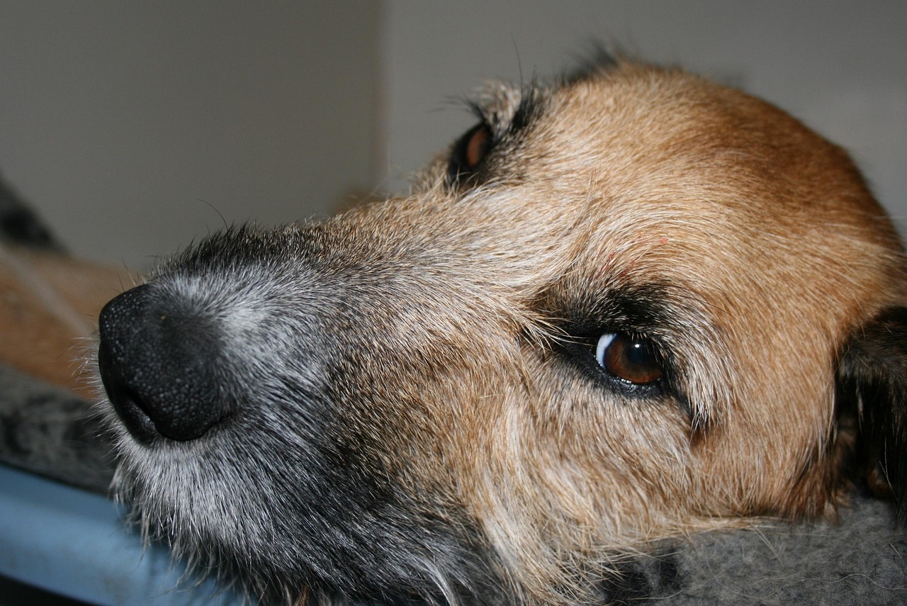 Perro Mascota Nariz - Foto gratis en Pixabay - Pixabay
