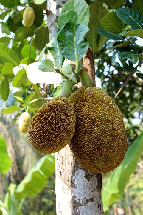 Pão Árvore Frutífera Fruta Verde - Foto gratuita no Pixabay - Pixabay