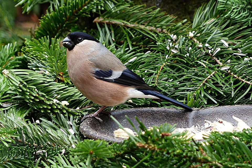 Bullfinch Bird Animal - Free photo on Pixabay