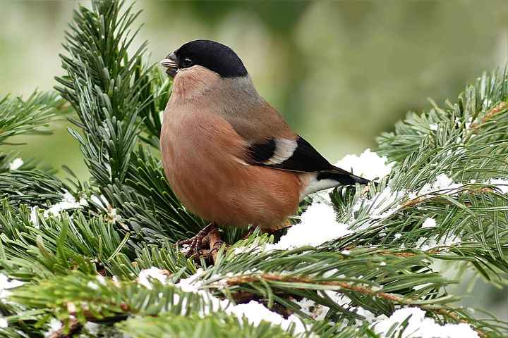 400+ zdjęć z kategorii Gil i Ptak łącznie - Pixabay