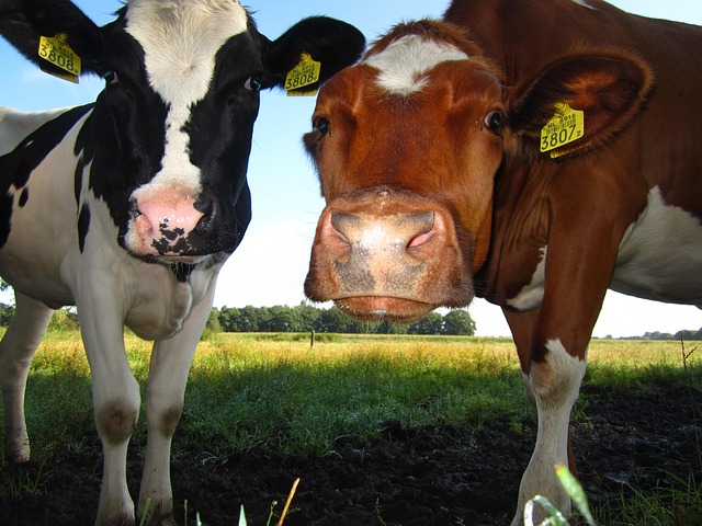 Ferme Vache Des Animaux - Photo gratuite sur Pixabay