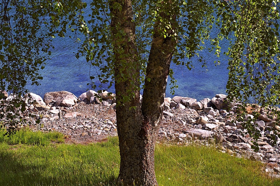 Baum Laubbaum Natur - Kostenloses Foto auf Pixabay - Pixabay