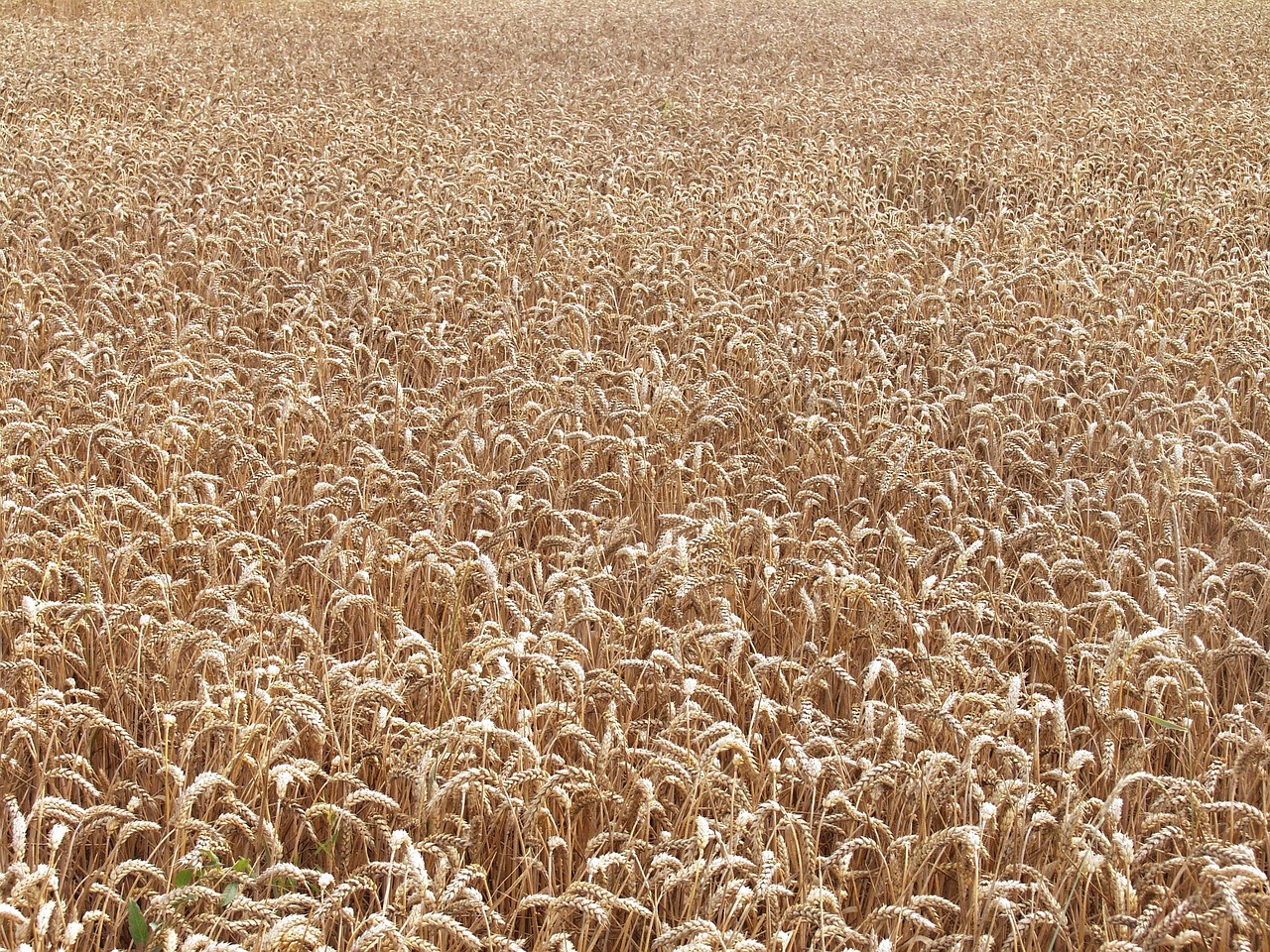 Field Wheat - Free photo on Pixabay - Pixabay