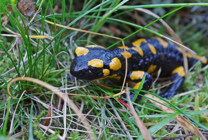 100+ Free Salamander & Lizard Images - Pixabay