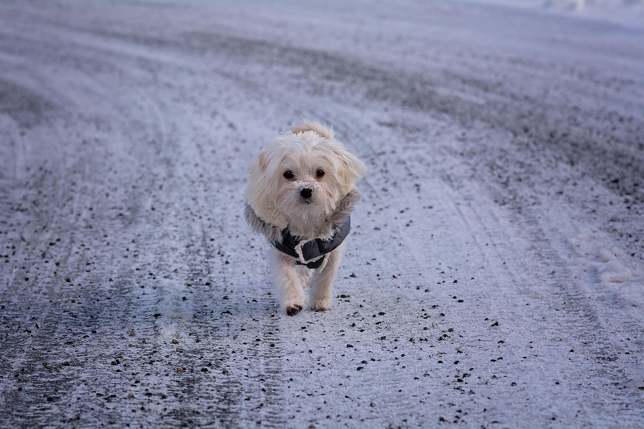 200+ Free Maltese Dog & Maltese Photos - Pixabay