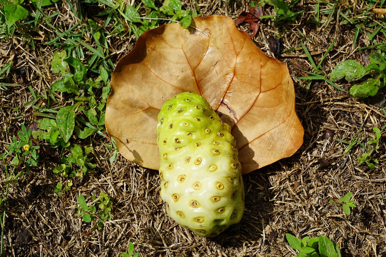 Noni Tahitiano Morinda Citrifolia - Foto gratis en Pixabay