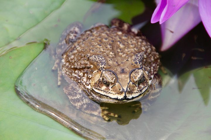 60+ Free Tadpole & Frog Images - Pixabay