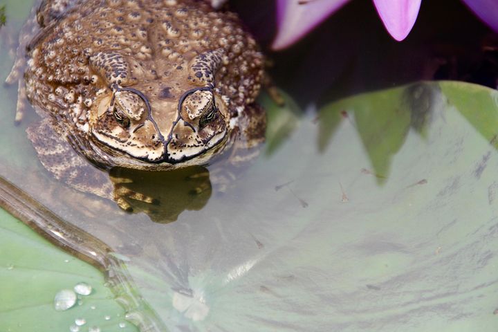 60+ Free Tadpole & Frog Images - Pixabay