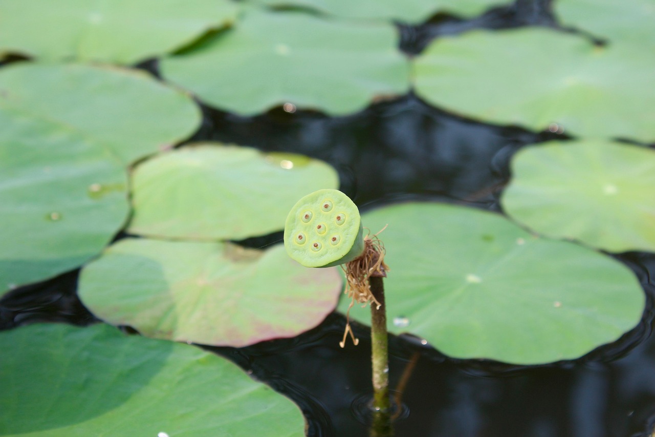 Water Lily Closed Bud - Free photo on Pixabay