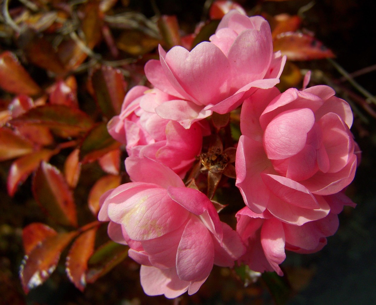 Bush Rose Pink Flower Bouquet Of Free Photo On Pixabay Pixabay Bush Rose Pink Flower Bouquet Of Free Photo On Pixabay Pixabay