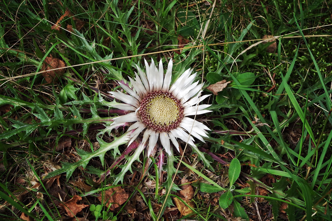 Sin Tallo Flor Flora - Foto gratis en Pixabay - Pixabay
