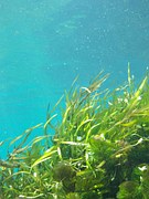 Seaweed Tangle Kelp - Pixabay의 무료 사진
