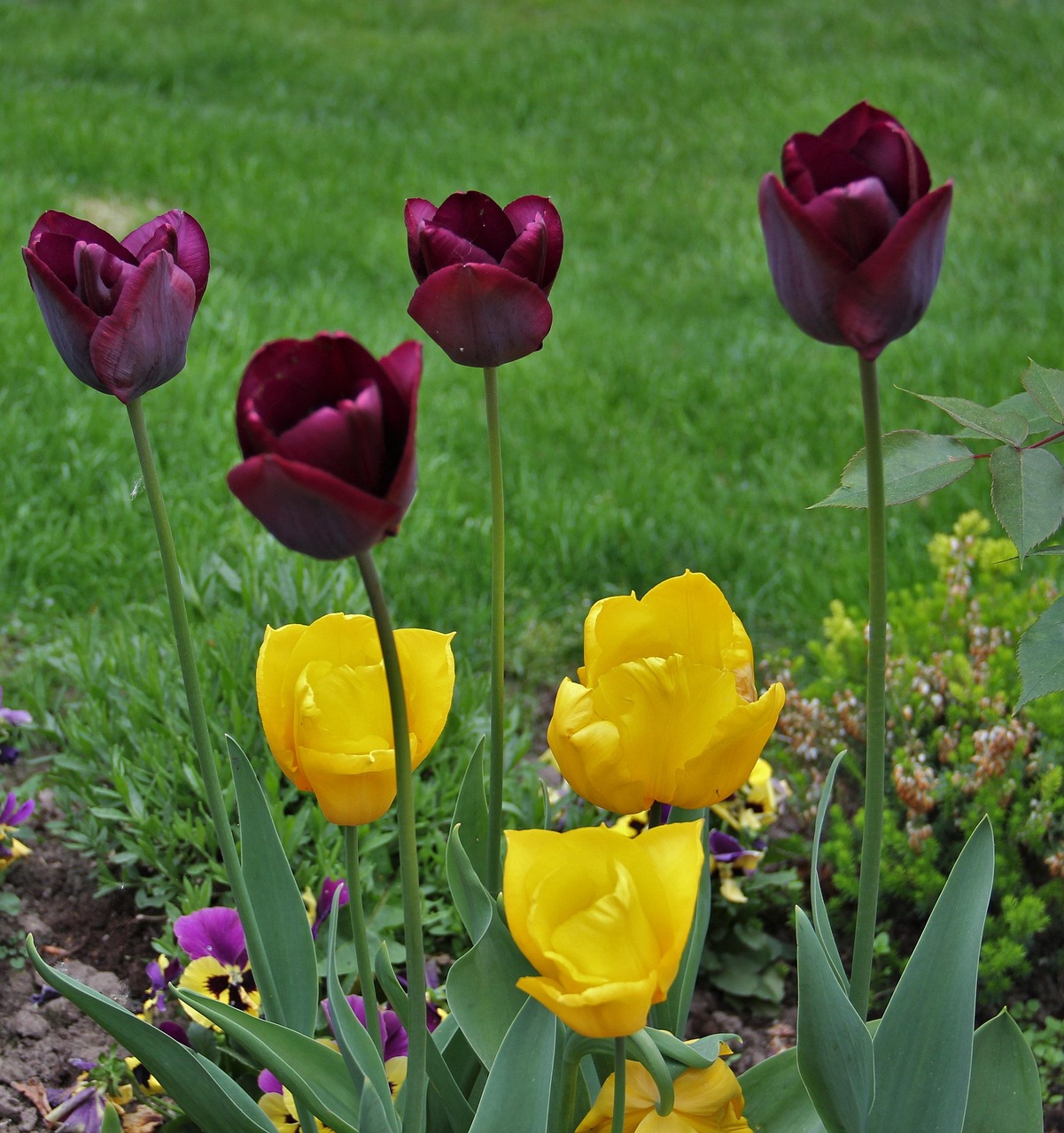 Tulip Di Taman Tanda Musim Semi - Foto gratis di Pixabay - Pixabay
