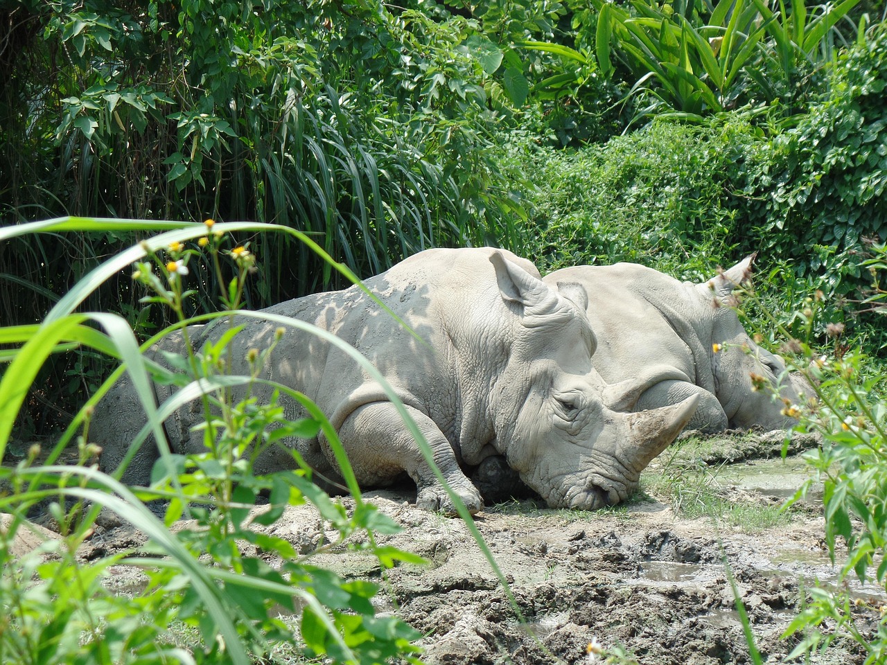 Rinoceronte Lama Jardim Zoológico - Foto gratuita no Pixabay - Pixabay