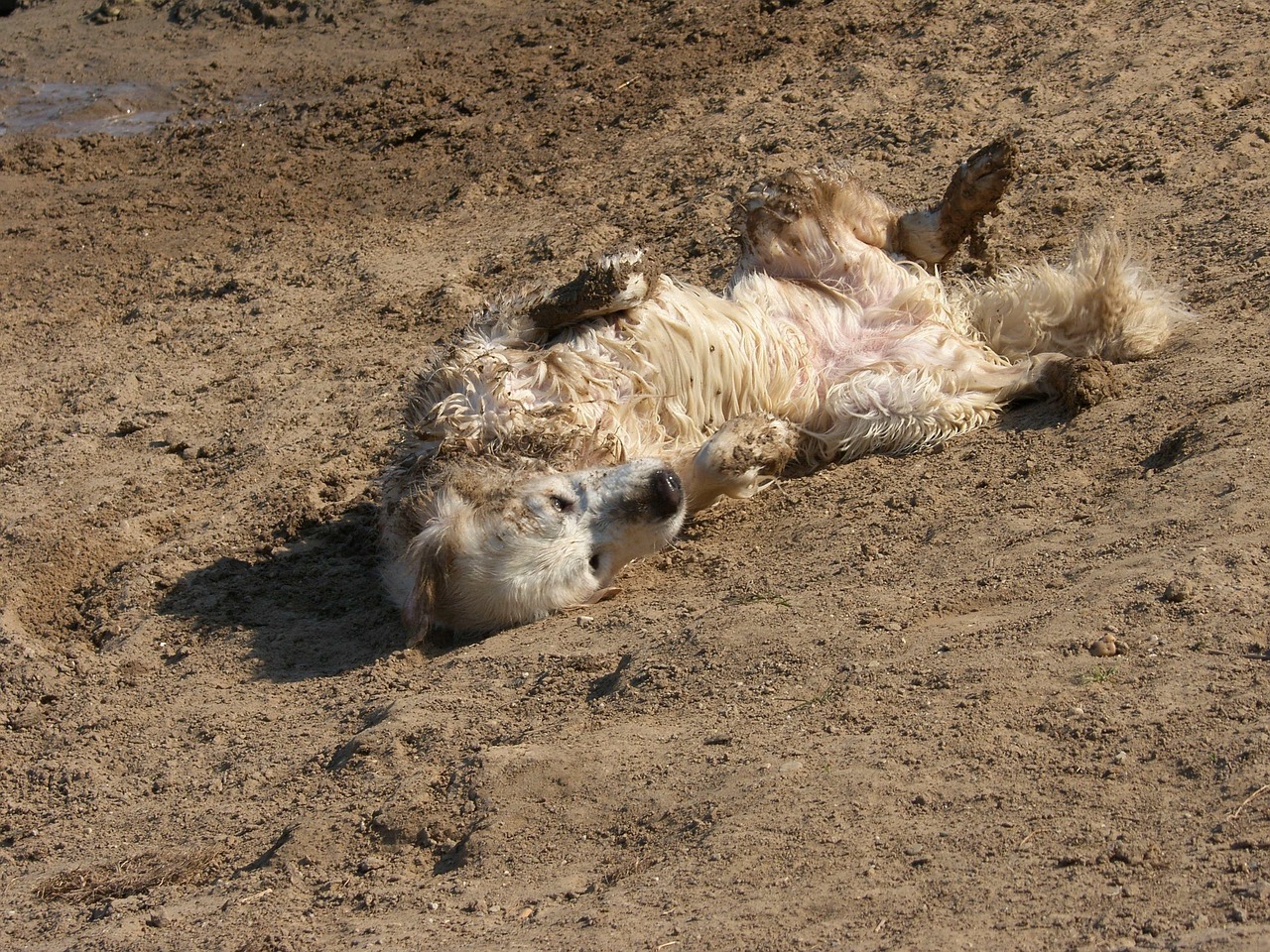 Golden Retriever Sand Rolls Dog - Free photo on Pixabay - Pixabay