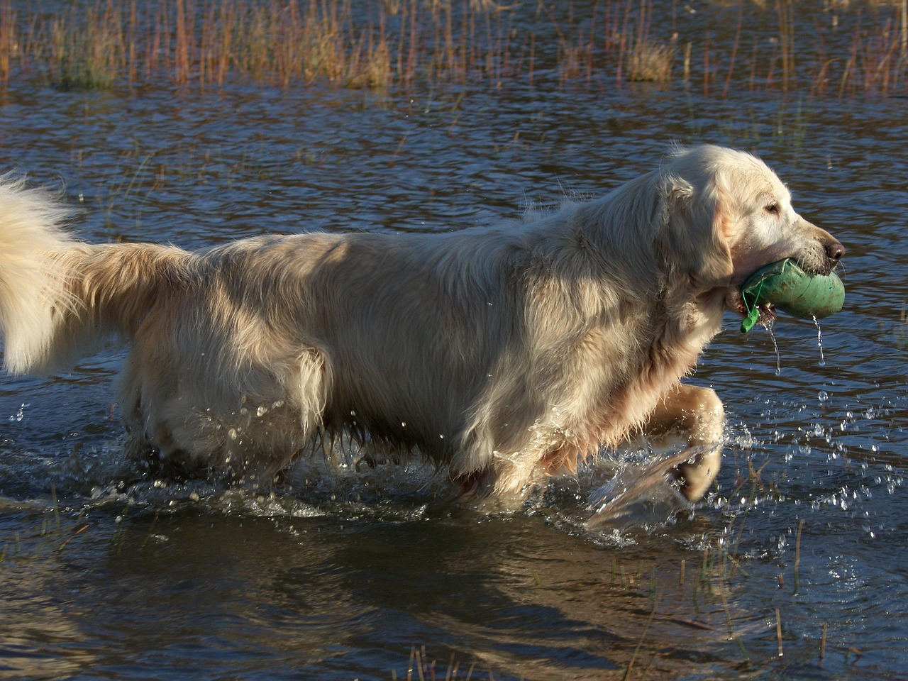 Jenis Anjing Golden Retriever - Foto gratis di Pixabay - Pixabay
