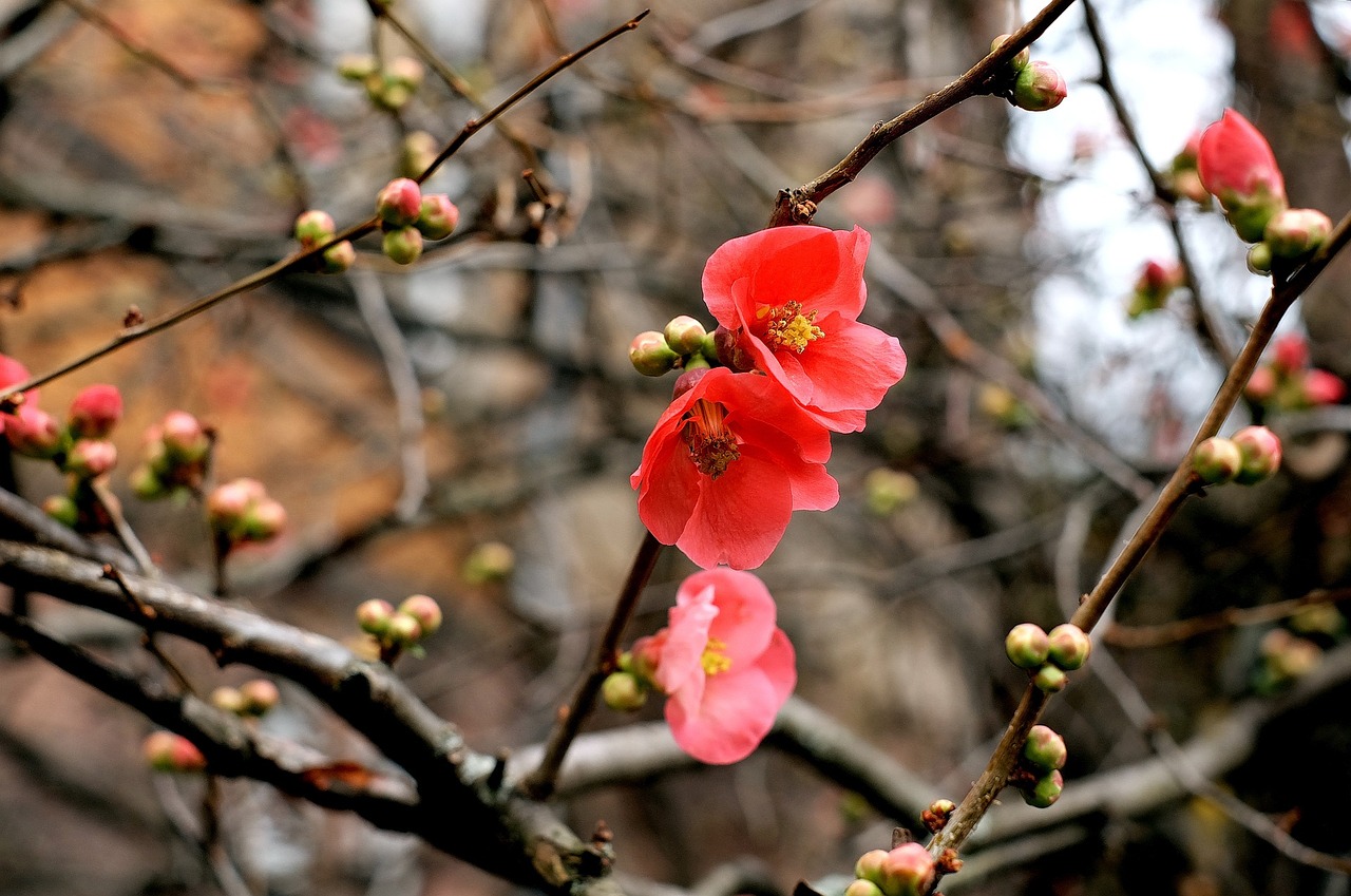 Membrillo Ornamental - Foto gratis en Pixabay - Pixabay