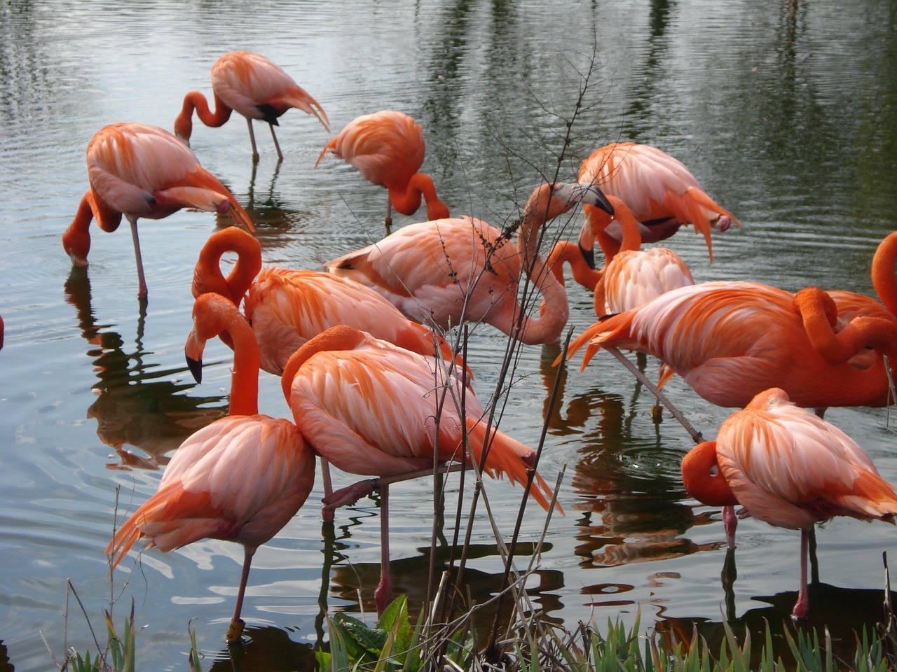 Birds Pink Nature - Free photo on Pixabay - Pixabay