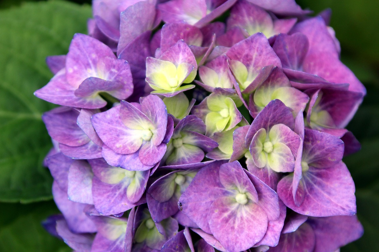 Blume Hortensie Blüte - Kostenloses Foto auf Pixabay - Pixabay
