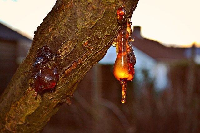 Resina De Árbol Naturaleza - Foto gratis en Pixabay - Pixabay