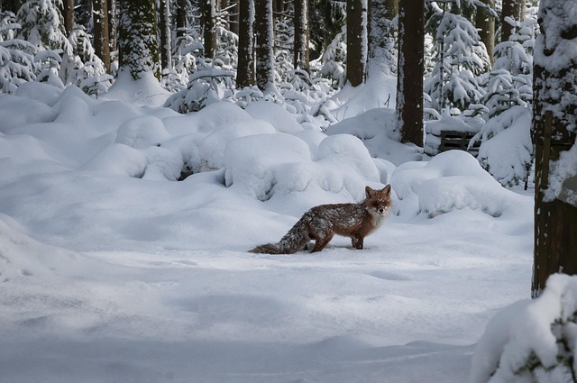 Fuchs Wildtier Tierwelt - Kostenloses Foto auf Pixabay - Pixabay