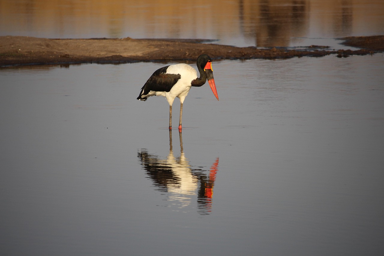 Saddle Billed Stork Zimbabwe Bird - Free photo on Pixabay - Pixabay