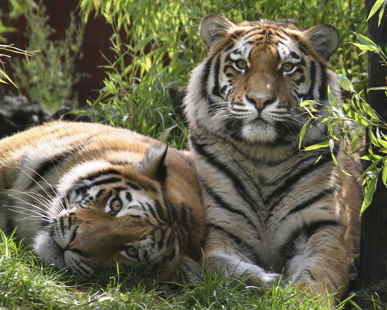 1280x1024 Animales Tigres Fotos Gratis : Fauna Silvestre, Mamífero,