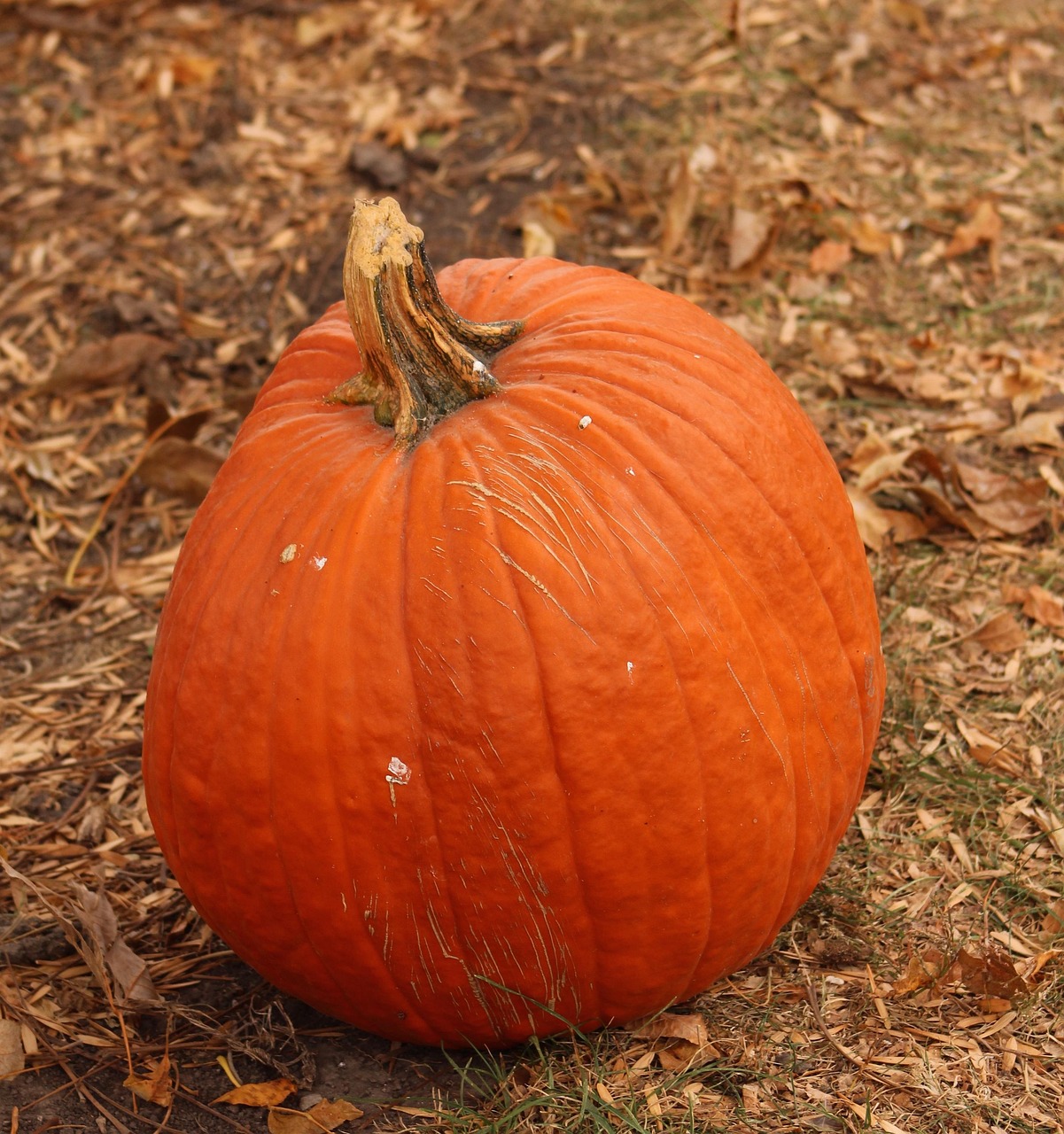 Calabaza Otoño Cosecha Víspera De - Foto gratis en Pixabay - Pixabay