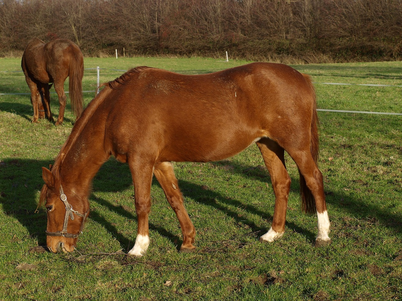 Paard Paardrijden Paardensport - Gratis foto op Pixabay - Pixabay